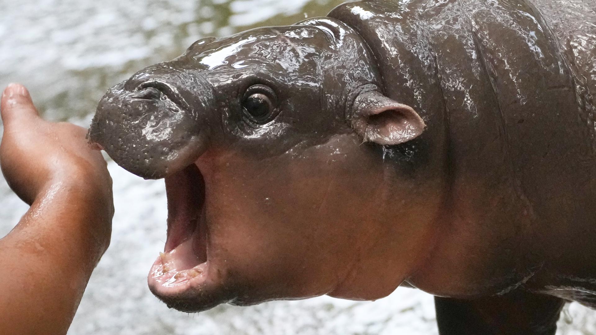 Moo Deng: Baby pygmy hippo becomes TikTok sensation | kagstv.com