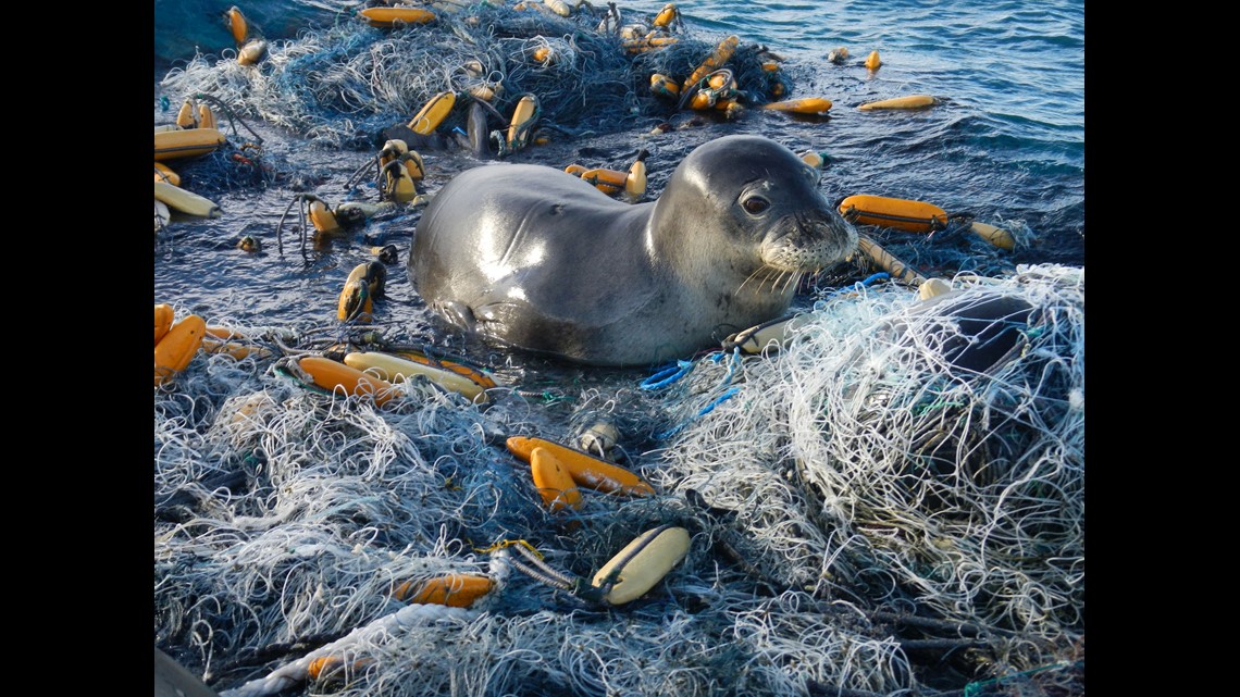 Great Pacific Garbage Patch Animals