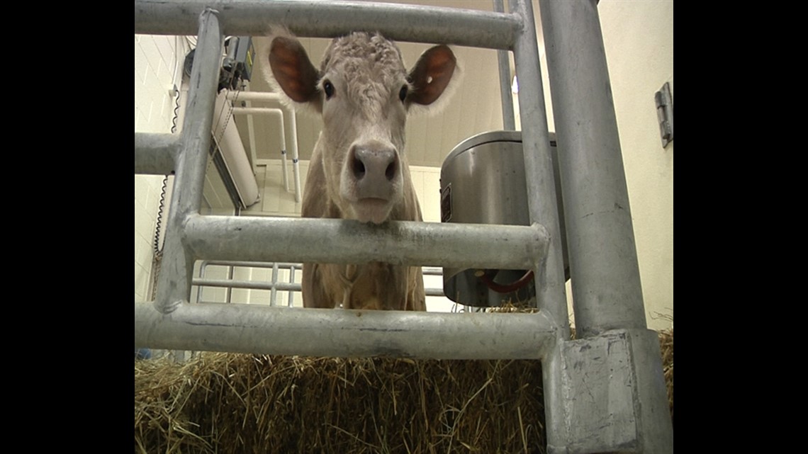 Hero, The Cow With Two Prosthetic Legs | kagstv.com