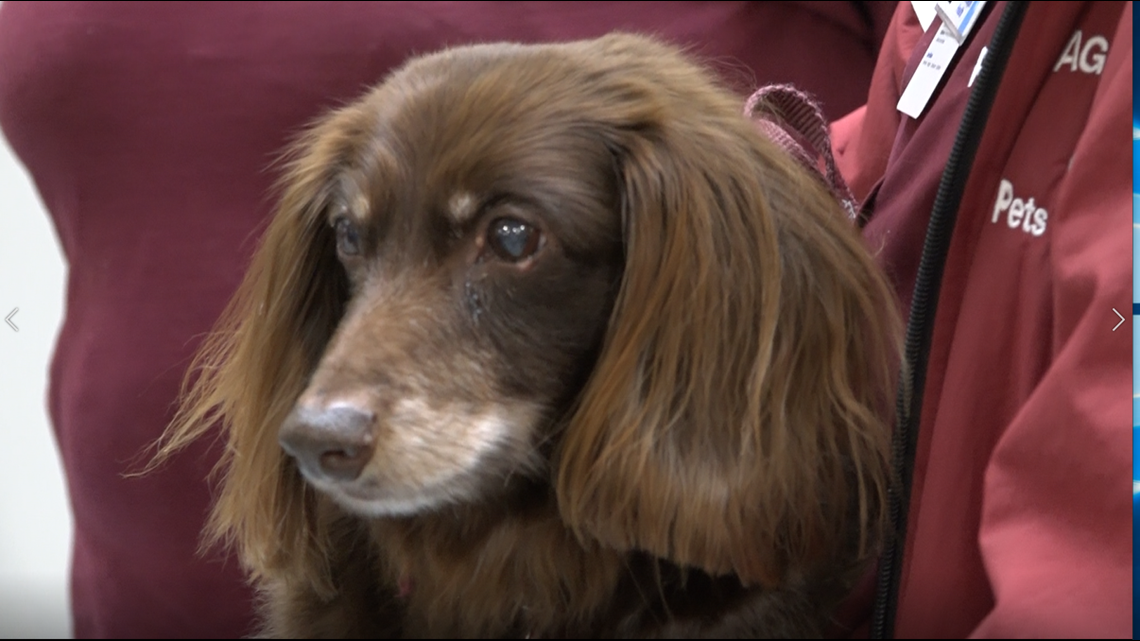 CHI St. Joseph's furry worker makes last rounds | kagstv.com