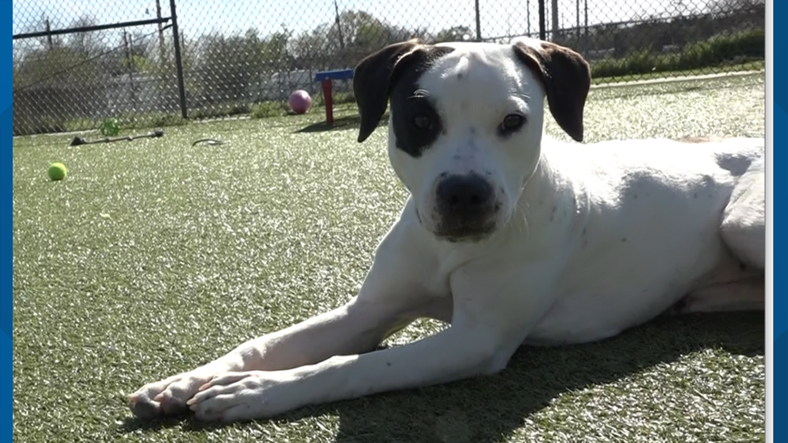 Sue available for adoption at Bryan Animal Center | kagstv.com