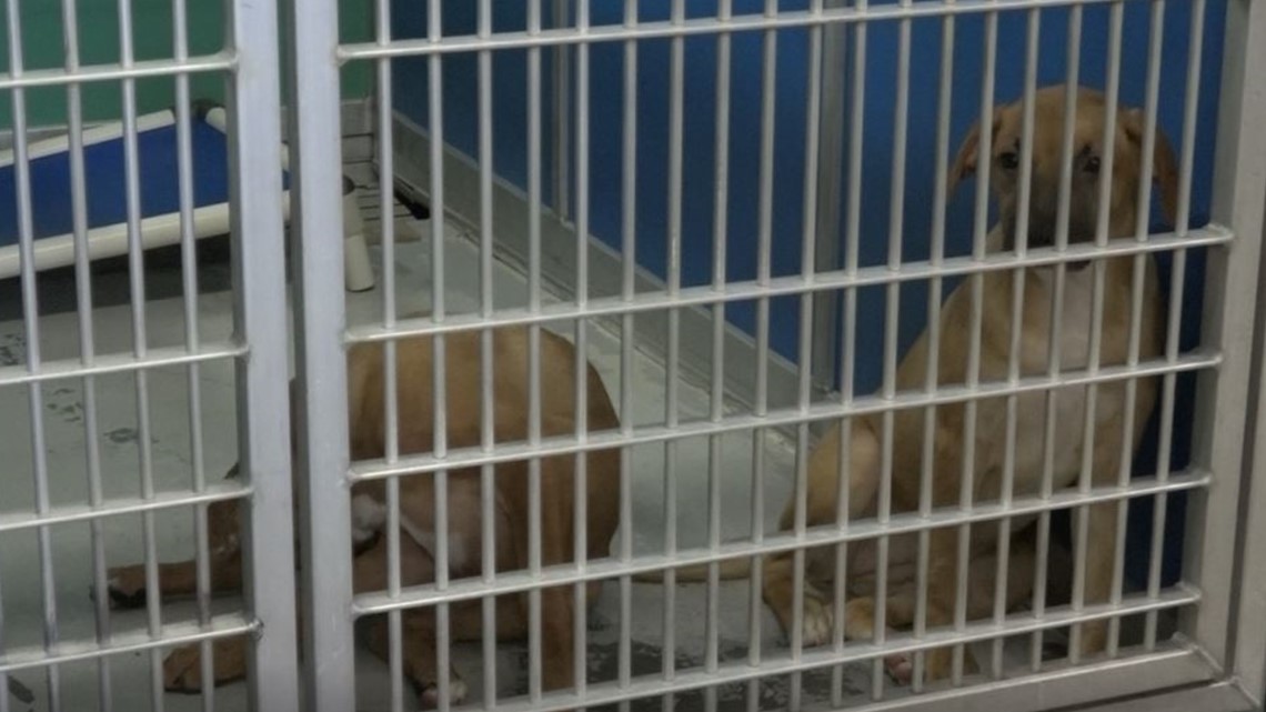 Bryan Animal Center to host "Clear the Shelters" Campaign | kagstv.com