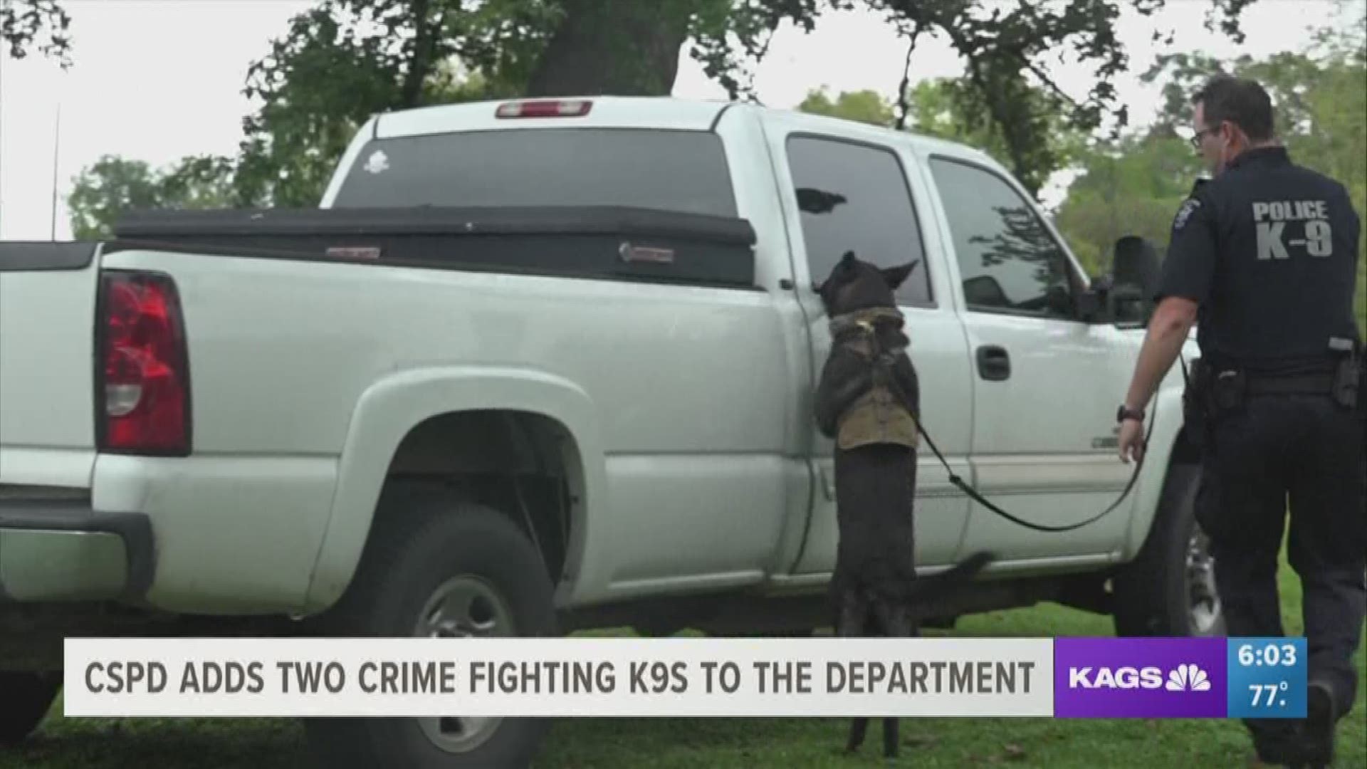 College Station Police welcome new K9 crime-fighters | kagstv.com