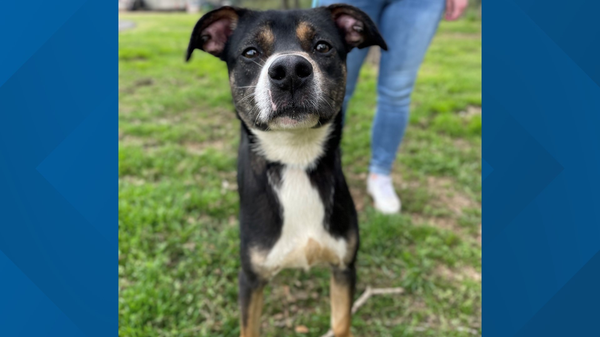 KAGS Brazos Buddy of the week: Koichi | kagstv.com