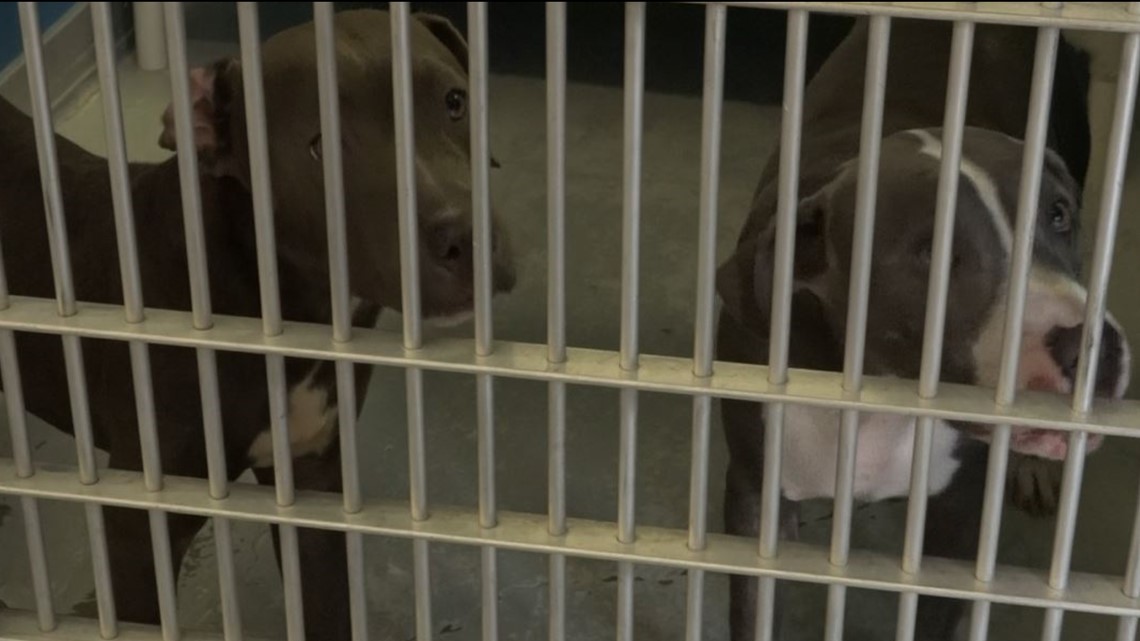 Bryan Animal Center began conserving energy | kagstv.com