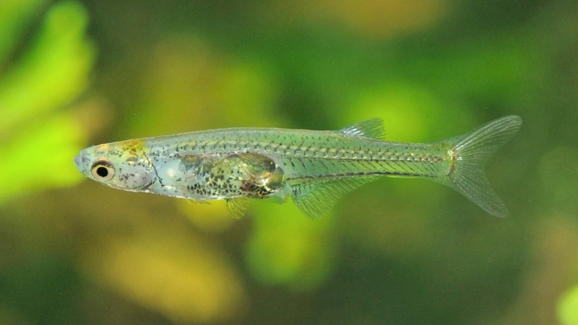 Texas A&M professor discovers new fish species | kagstv.com