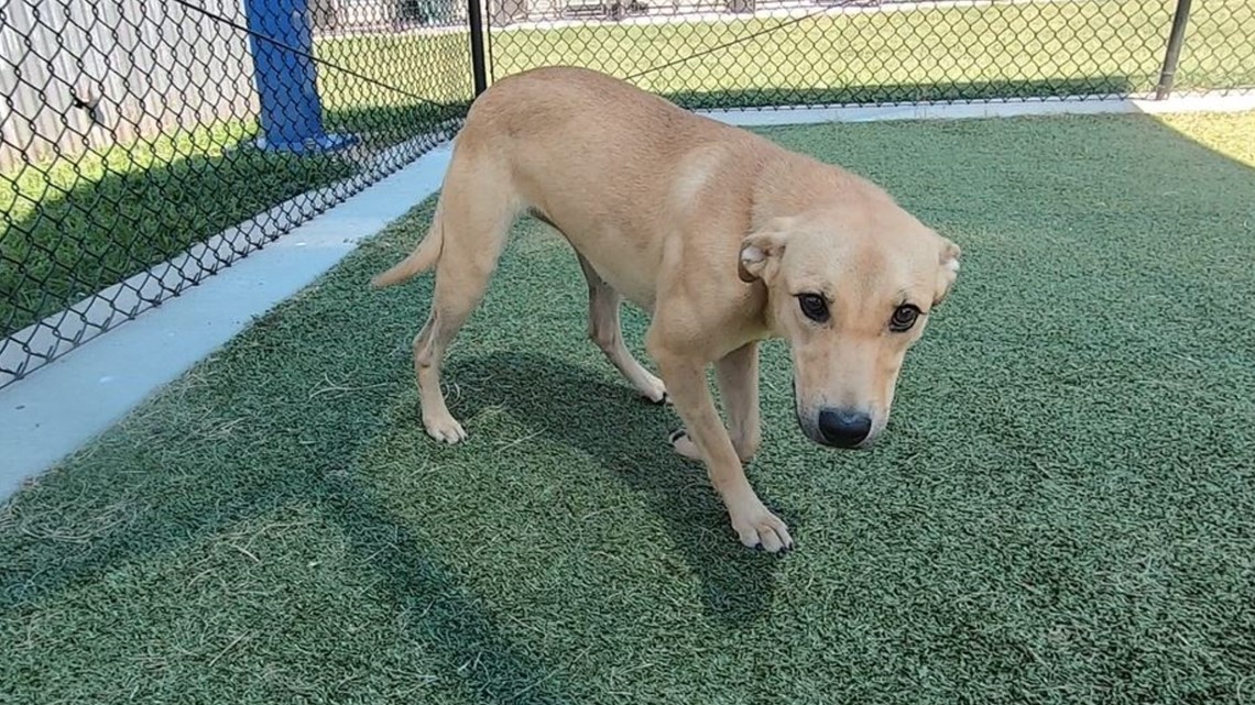Bryan Animal Center puts in upgrades ahead of summer heat wave | kagstv.com