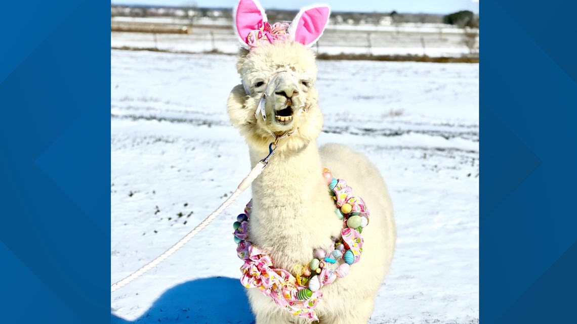 La Grange's Waylon the Alpaca among top contenders for Cadbury's Easter ...