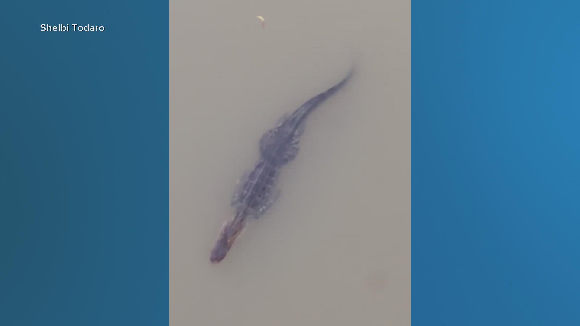 Waco, TX News | Experts speak on Brazos River Alligator | kagstv.com