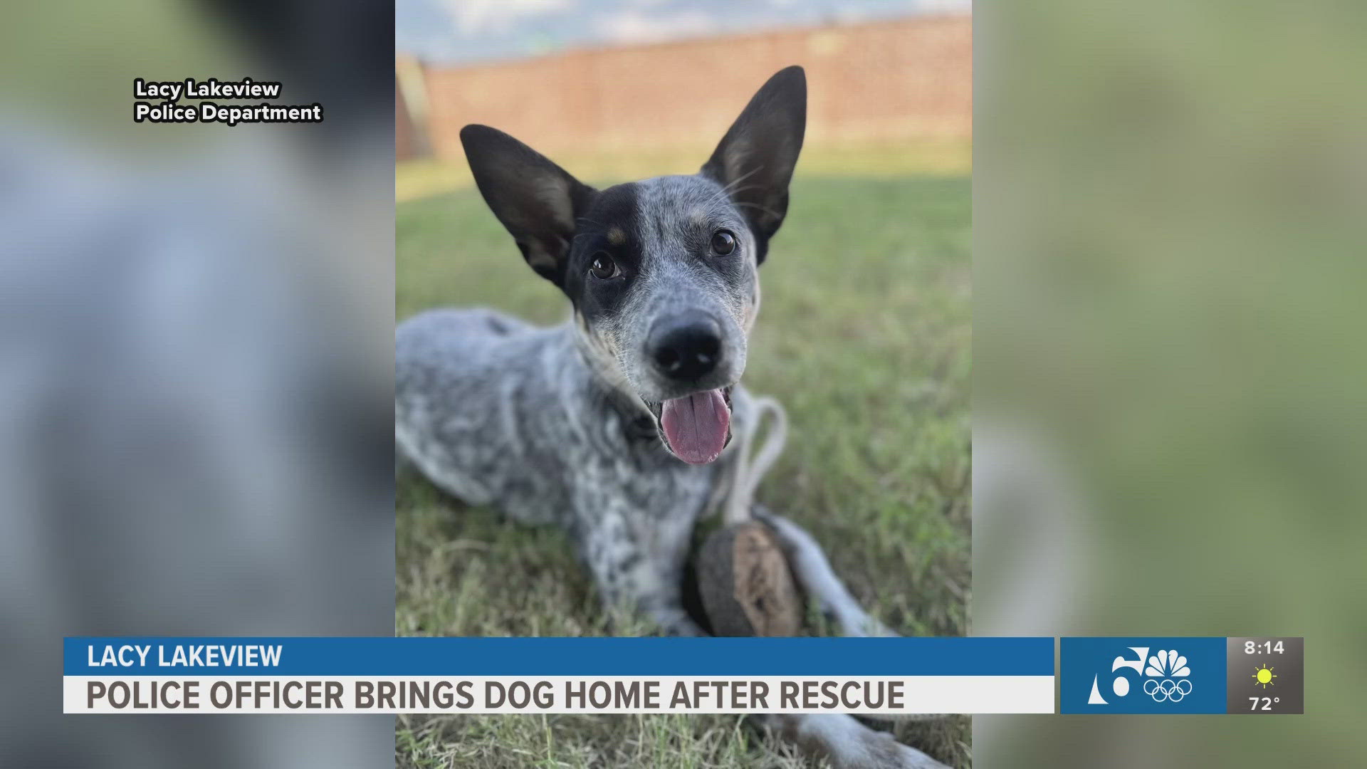 Dog rescued from animal cruelty case adopted by Lacy Lakeview Police ...