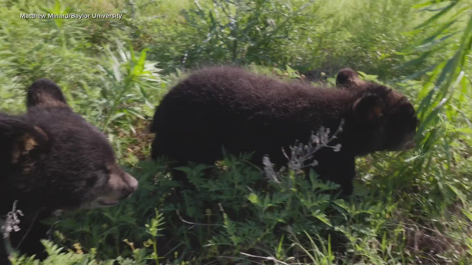 Waco, Texas News | Baylor welcomes two new cubs to campus | kagstv.com
