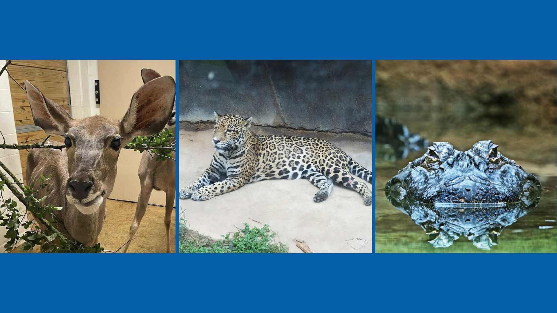 Cameron Park Zoo mourning deaths of jaguar, alligator, kudu | kagstv.com