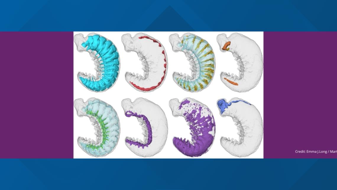 Scientists Discover 520 Million Year Old Fossil In China