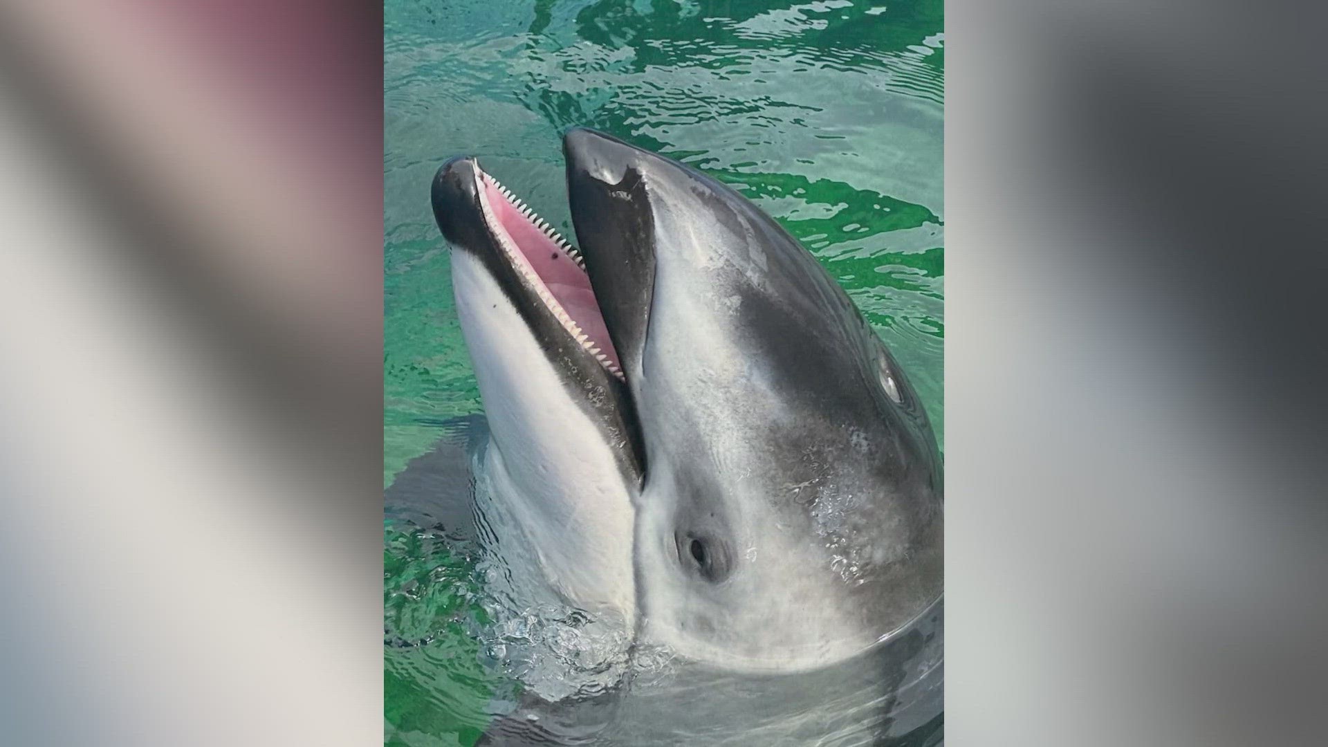 SeaWorld San Antonio welcomes 40-year-old dolphin | kagstv.com