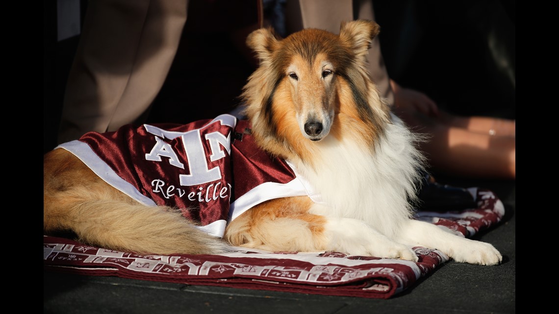 Is the Queen of Aggieland now Queen of the small screen? | kagstv.com
