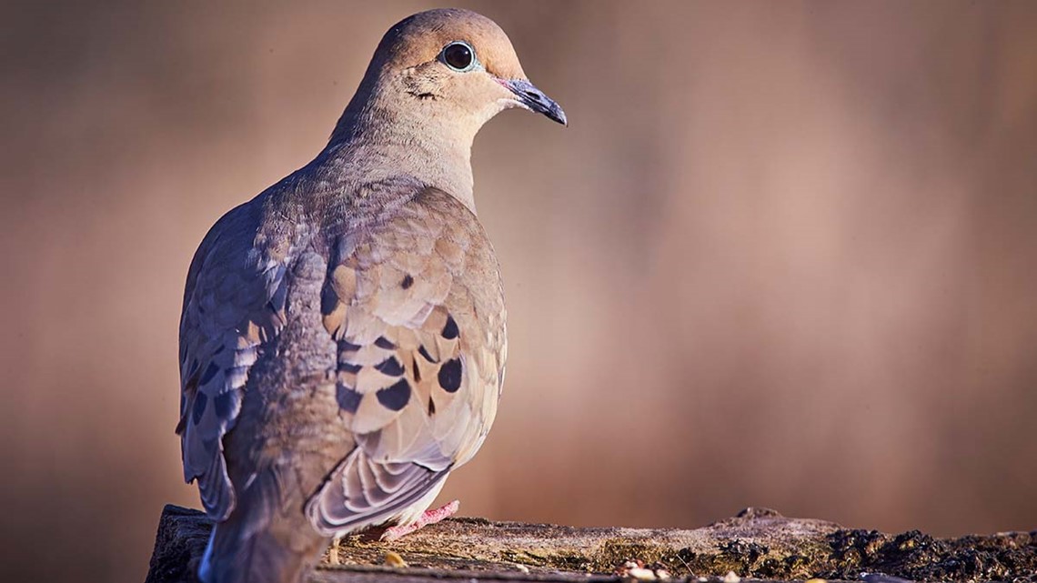 Dead doves found in Texas test positive for parasite | kagstv.com