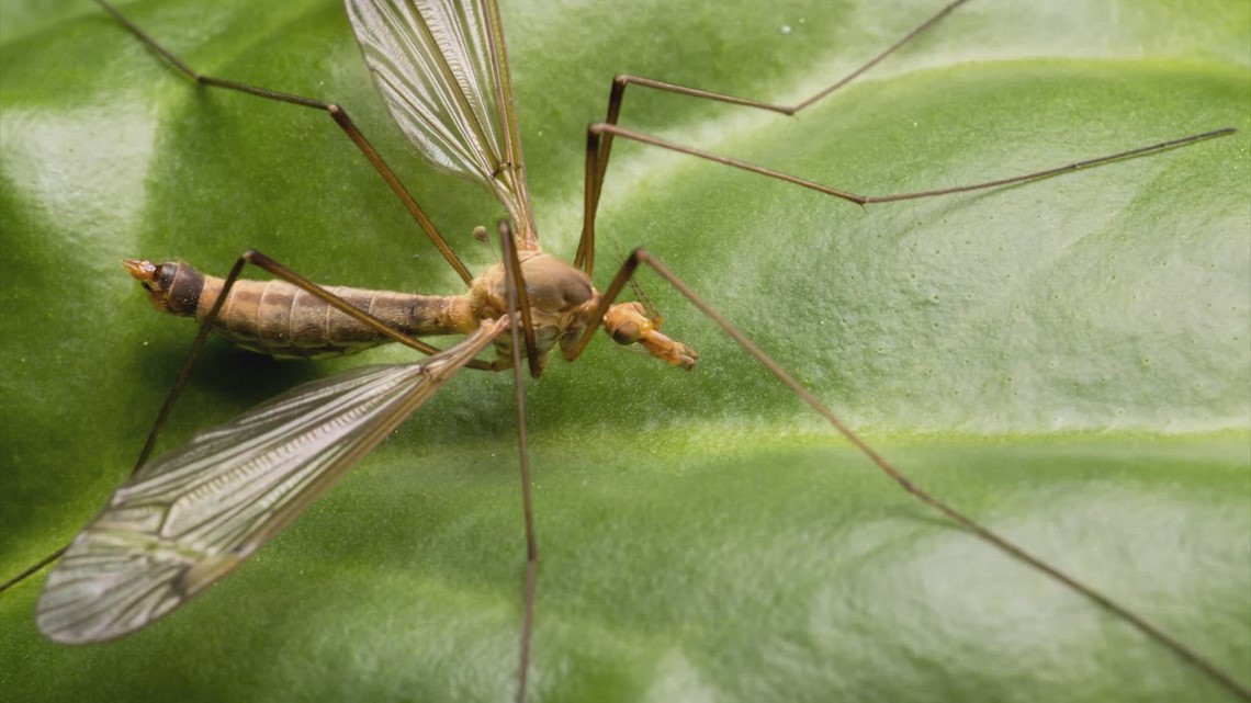 Why these large mosquito-looking flies are a sign of spring | kagstv.com