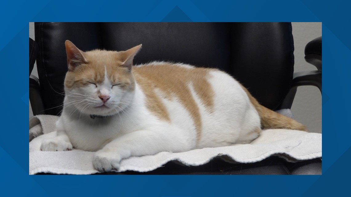 Meet West Texas TikTok star, Chili Potato the cat | kagstv.com