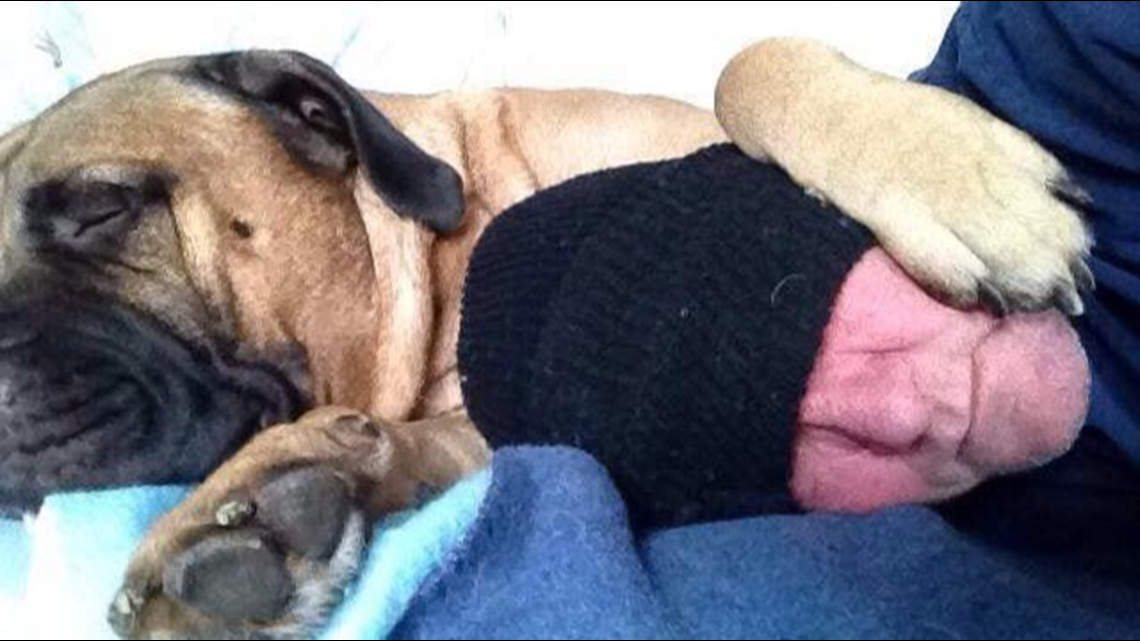 Man takes dog to work, dog proceeds to nap in store's display case ...