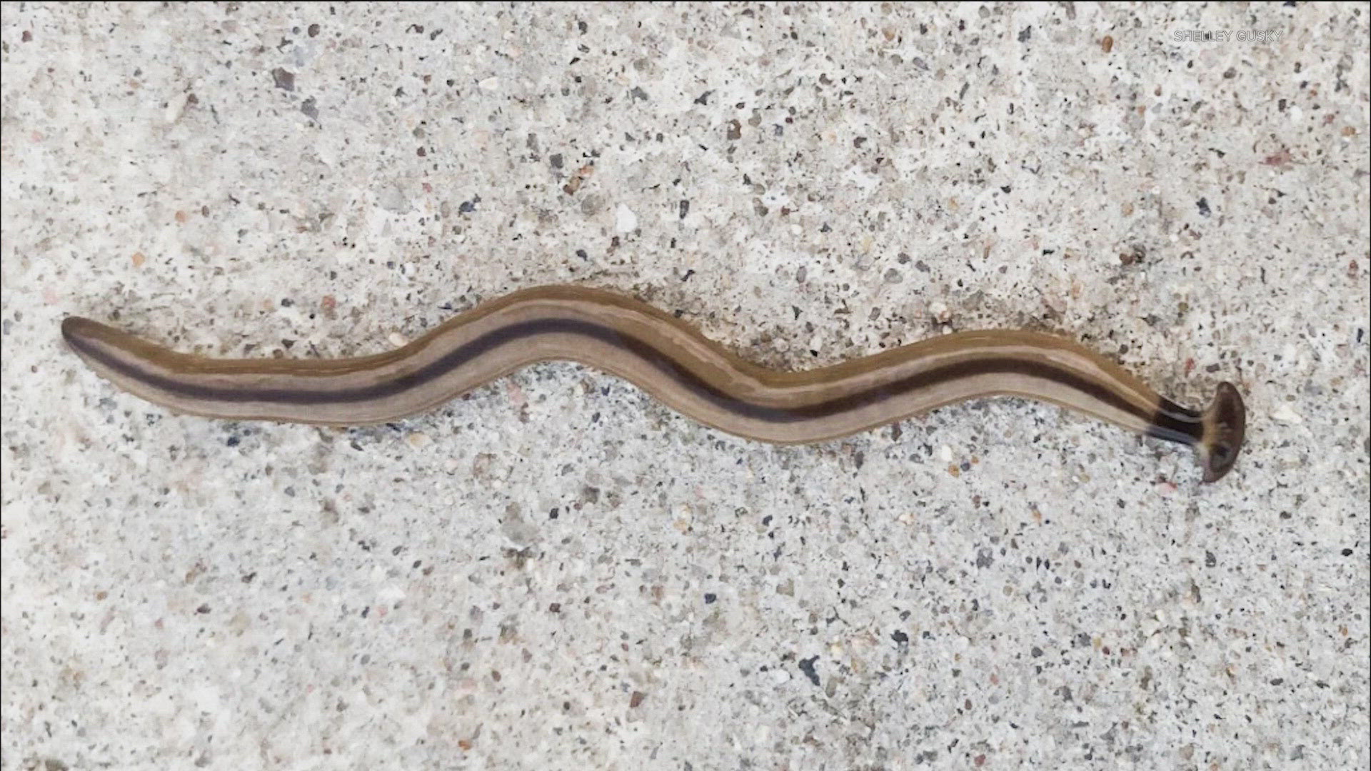 Invasive hammerhead flatworms seen in Lago Vista, Texas | kagstv.com