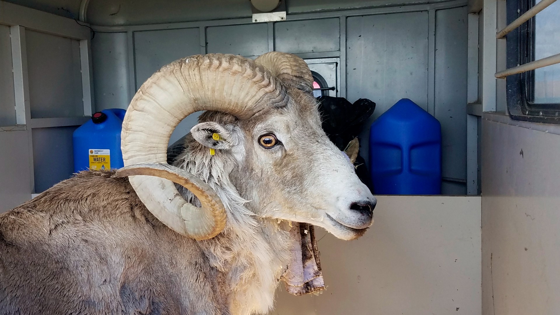 Man used tissue, testicles to breed giant sheep to sell in Texas ...