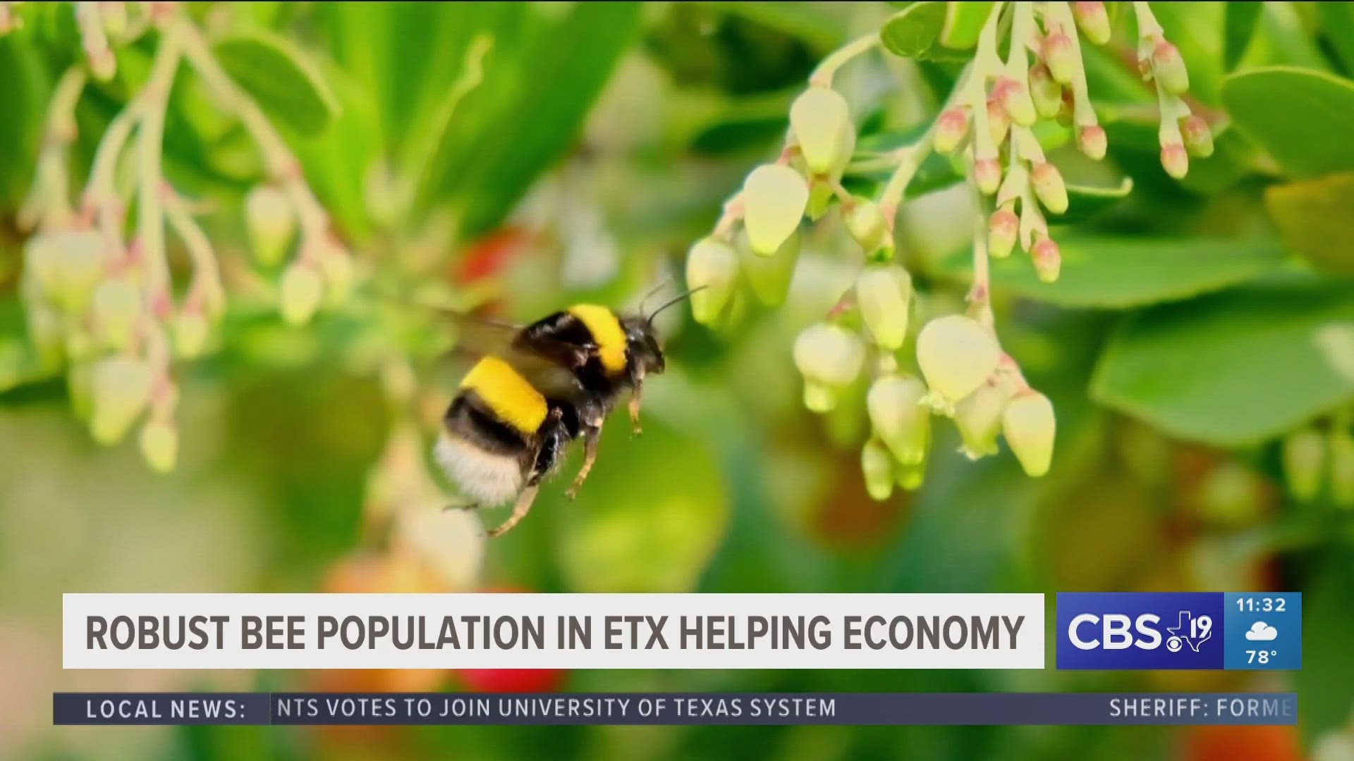 Local bees are helping local economy | kagstv.com