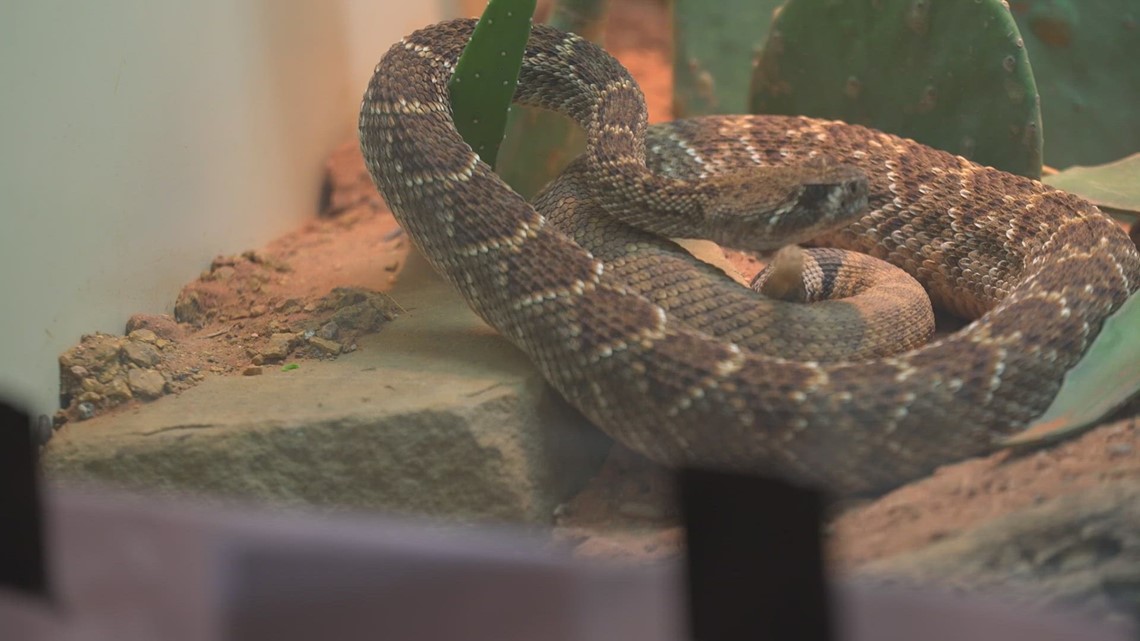 World Series: WFAA visits Dallas Zoo diamondback rattlesnake | kagstv.com