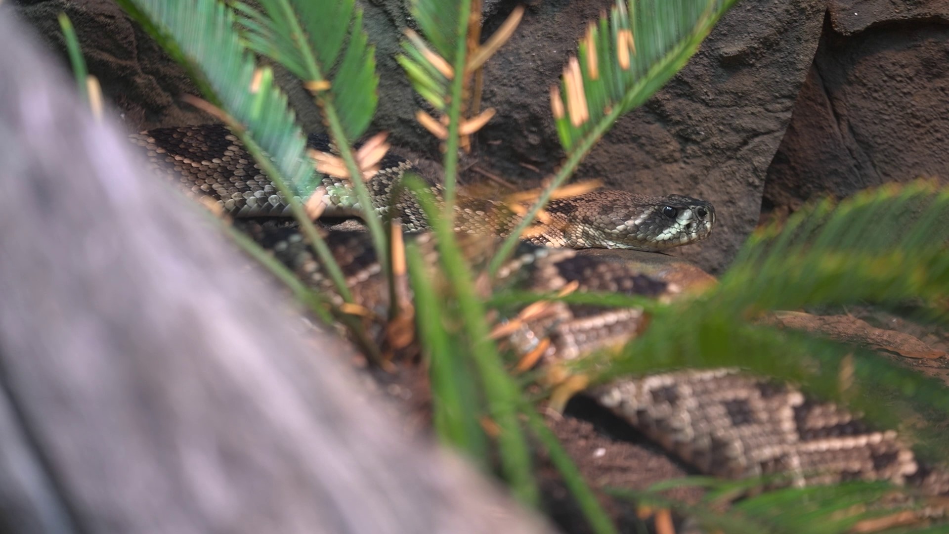 World Series: WFAA visits Dallas Zoo diamondback rattlesnake | kagstv.com
