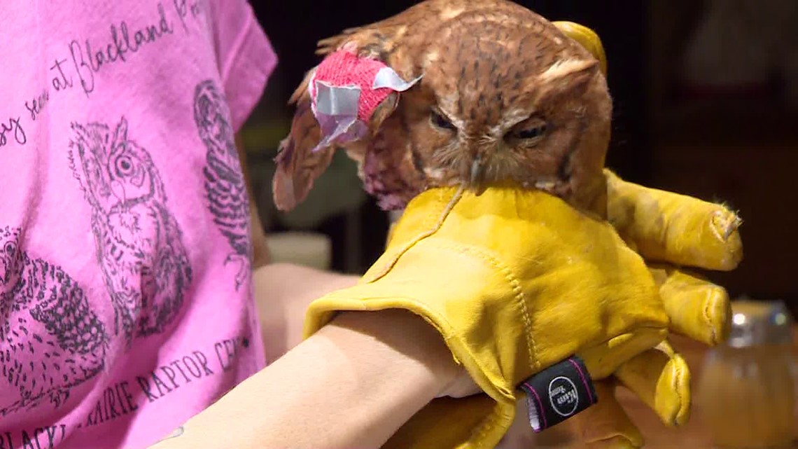 Owl injured after squirrel attack | kagstv.com
