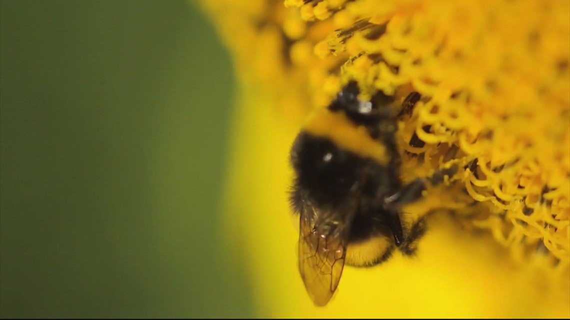 Local bees are helping local economy | kagstv.com