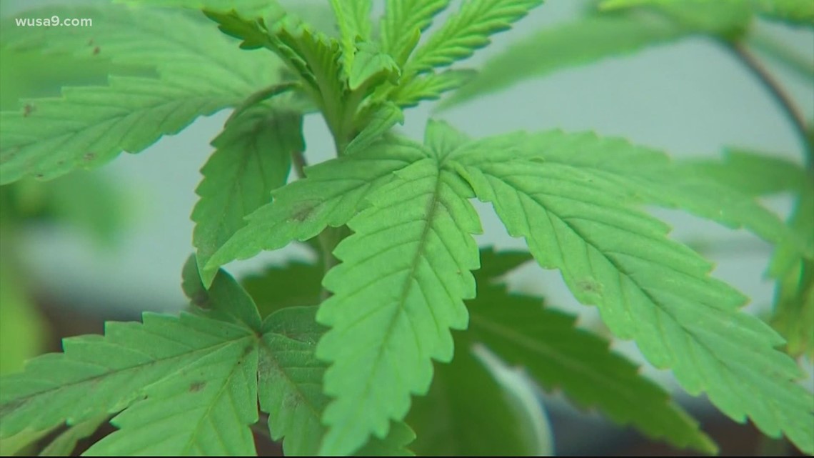 Can you bring weed on a plane? What if possession is legal? | kagstv.com