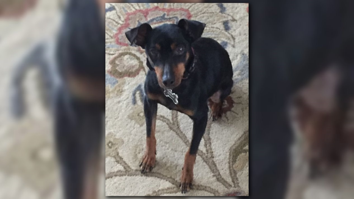 Woman suspects coyotes in fatal attack of small dog | kagstv.com